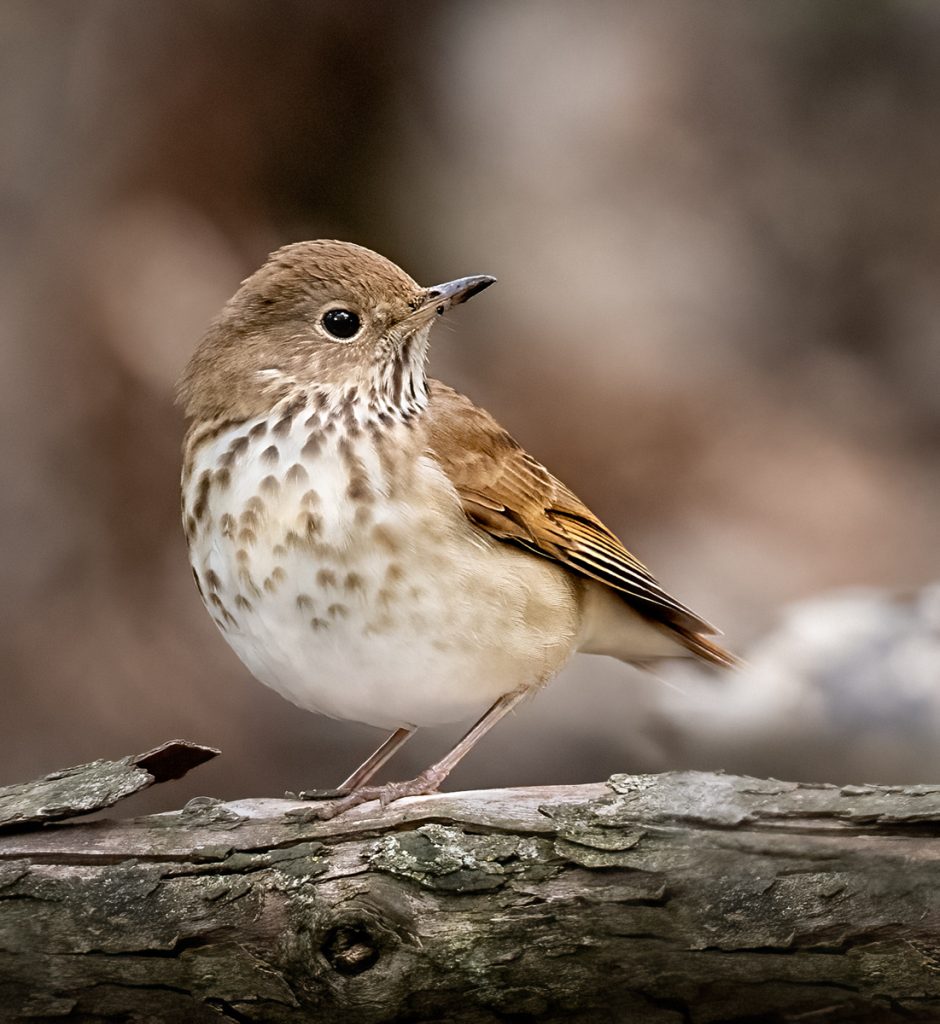 Hermit Thrush - Owen Deutsch Photography