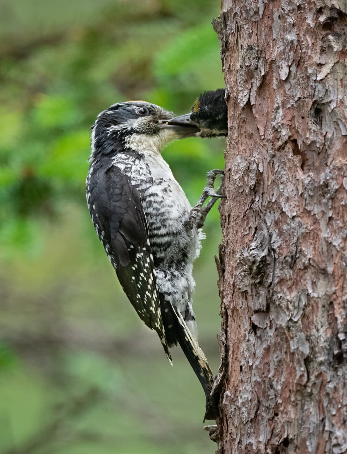 American three-toed Woodpecker - Owen Deutsch Photography