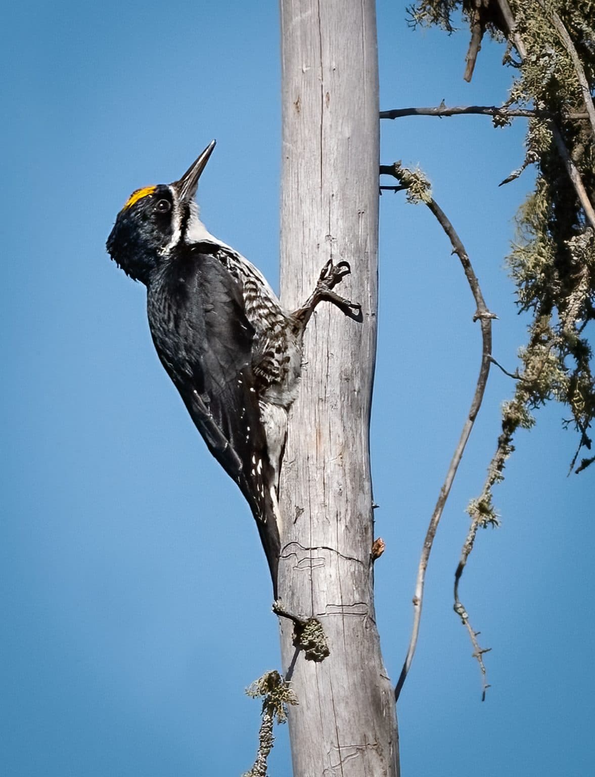 Black-backed Woodpecker - Owen Deutsch Photography