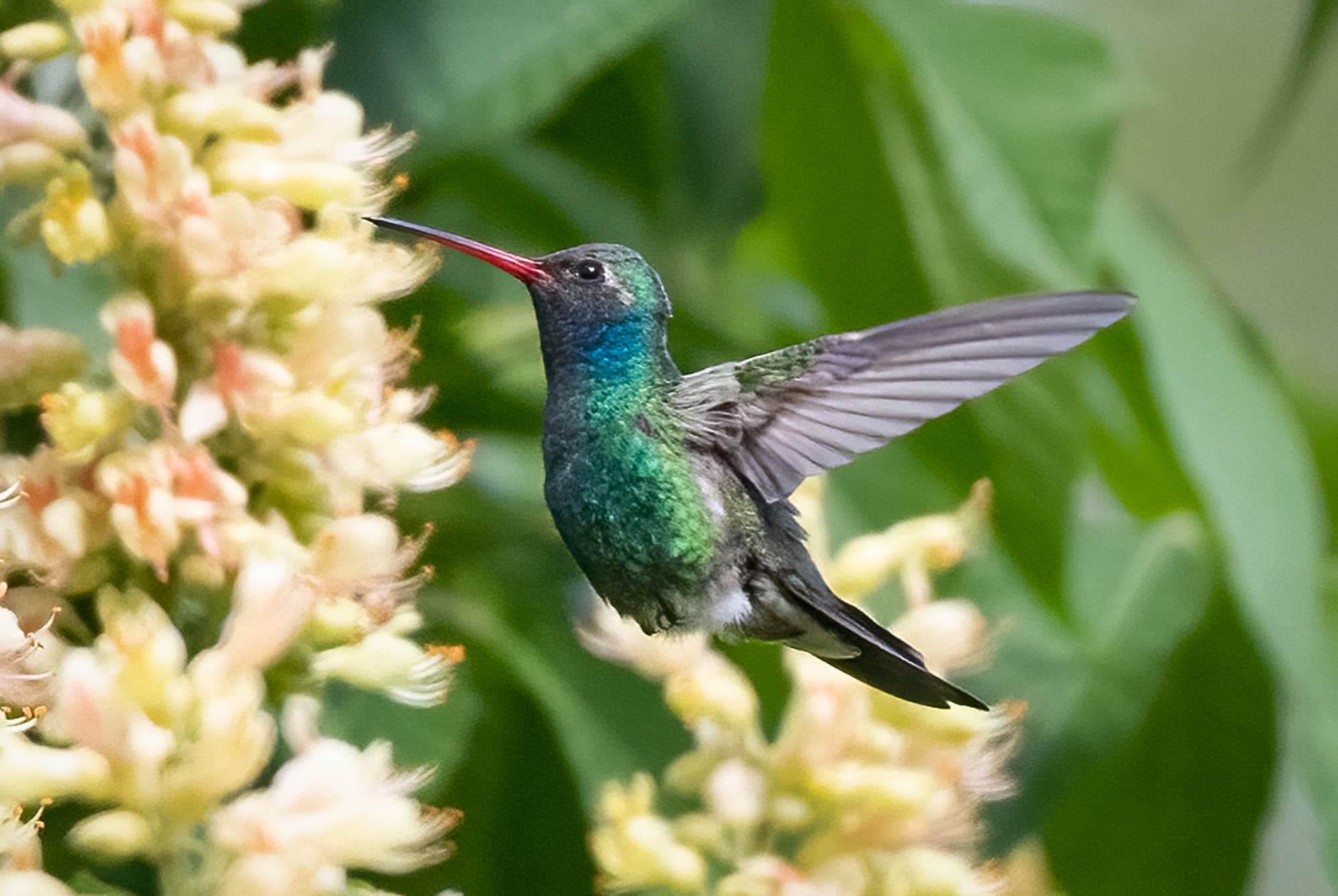 Surprise! Broad-billed Hummingbird in Chicago - Owen Deutsch Photography