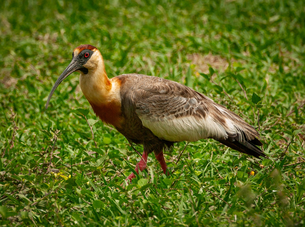 Buff-necked Ibis | Wading Bird | South American Bird