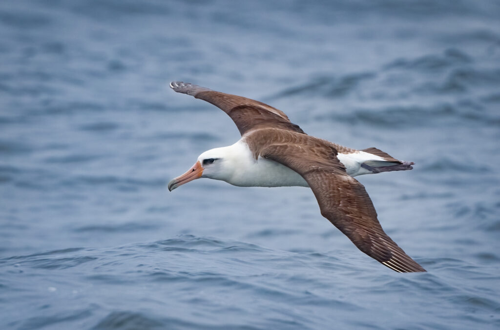 Laysan Albatross - Owen Deutsch Photography