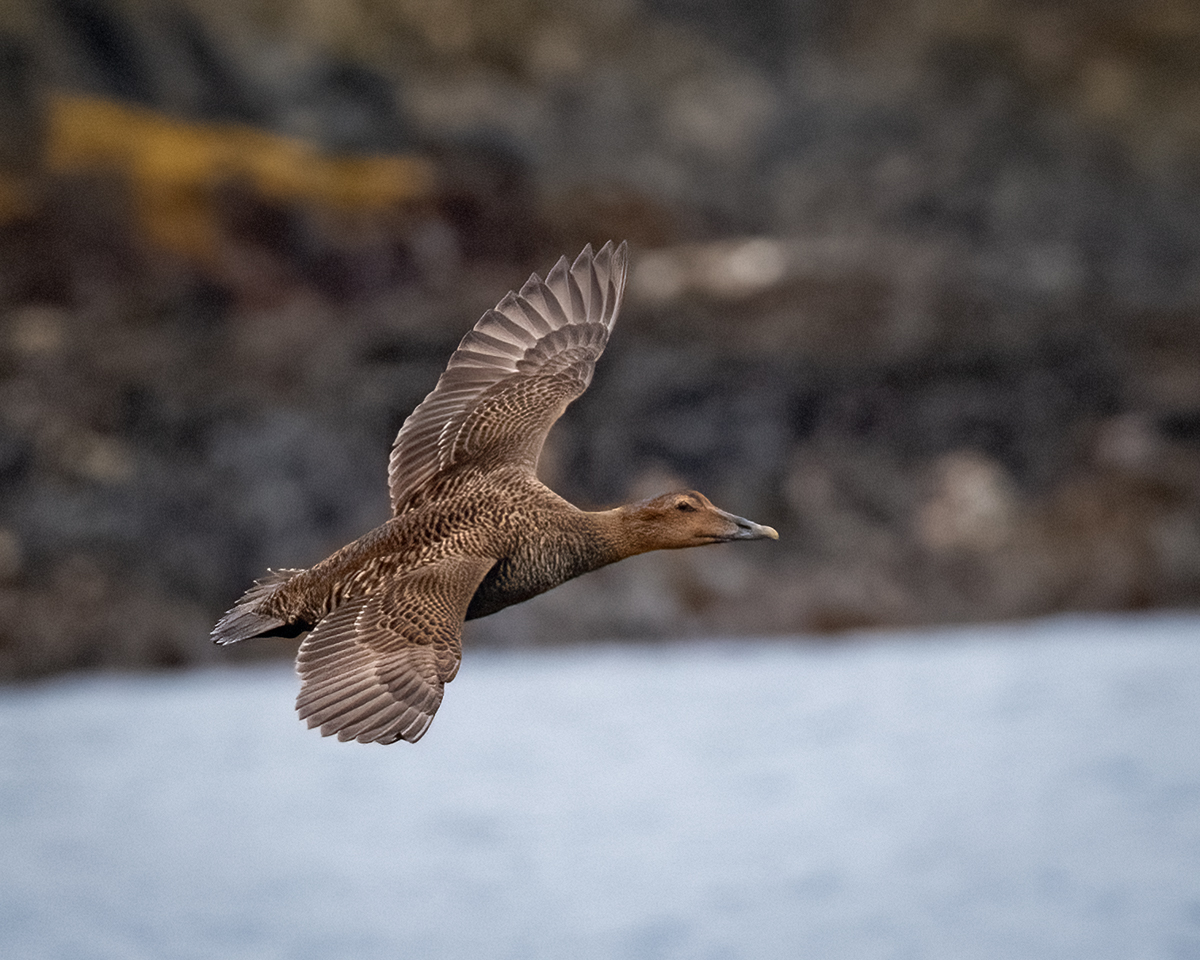 Pacific Common Eider - Owen Deutsch Photography