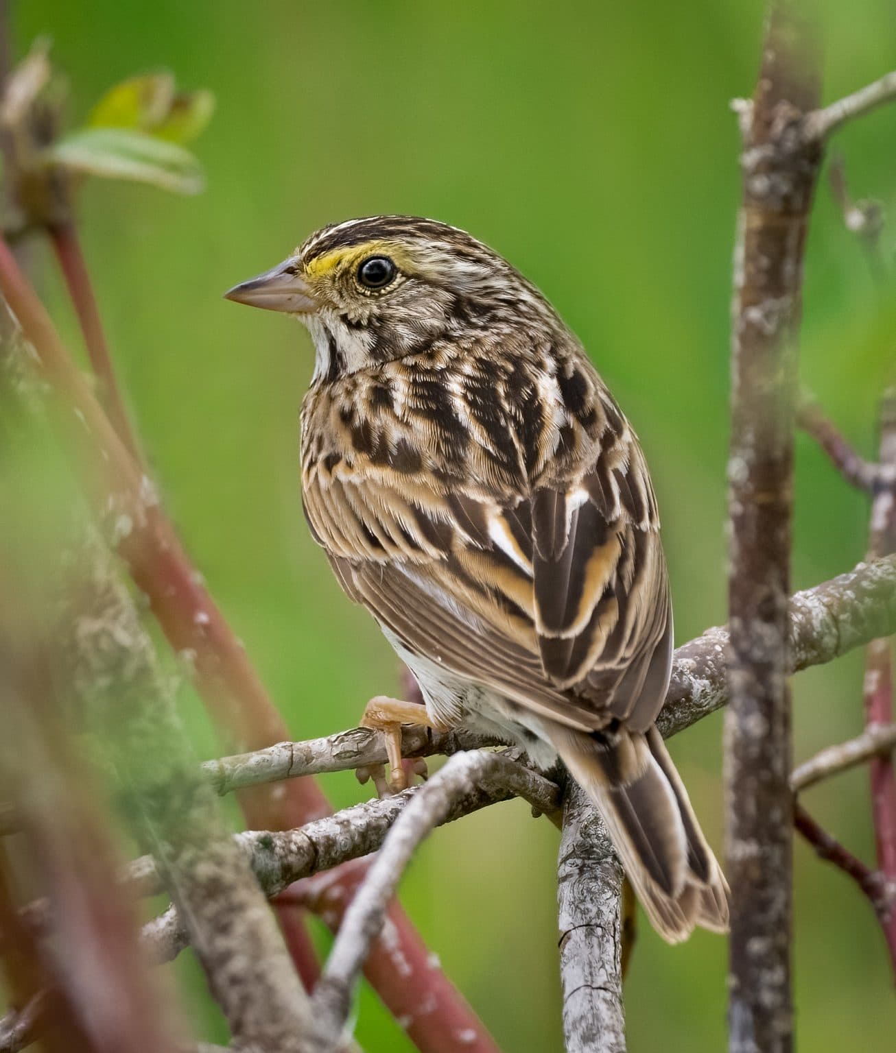 Savannah Sparrow - Owen Deutsch Photography