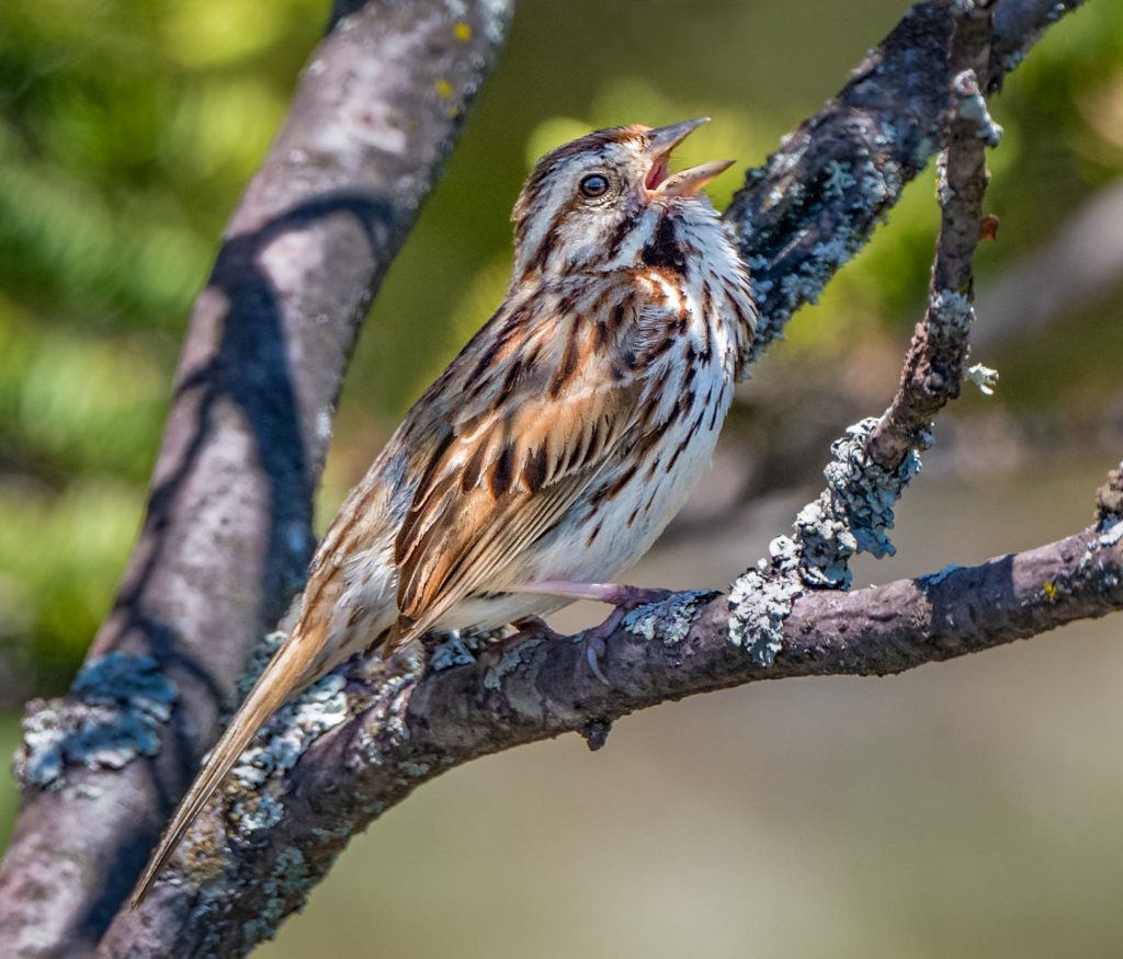 Song Sparrow - Owen Deutsch Photography