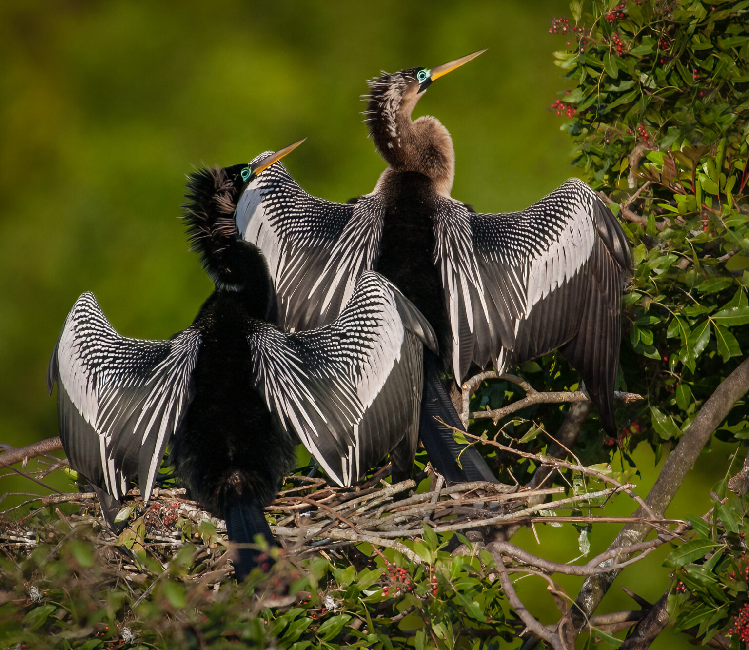 Breeding and Nesting at the Venice Area Audubon Rookery - Owen Deutsch ...