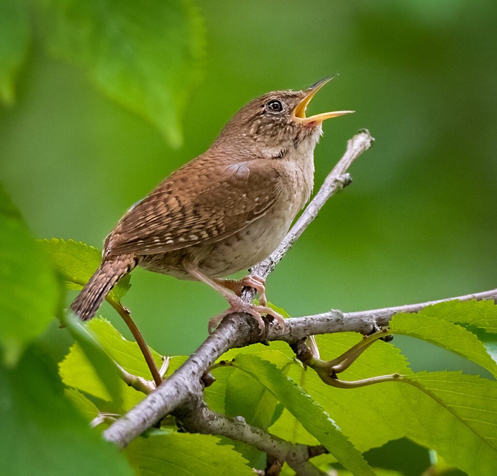 Northern House Wren - Owen Deutsch Photography