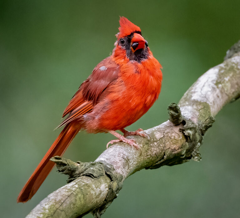 Northern Cardinal - Owen Deutsch Photography