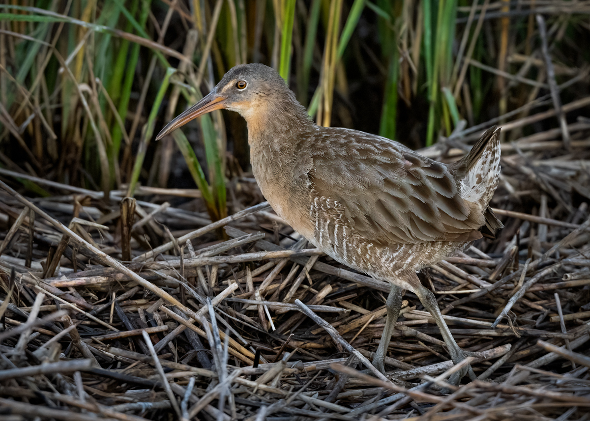 Clapper Rail - Owen Deutsch Photography
