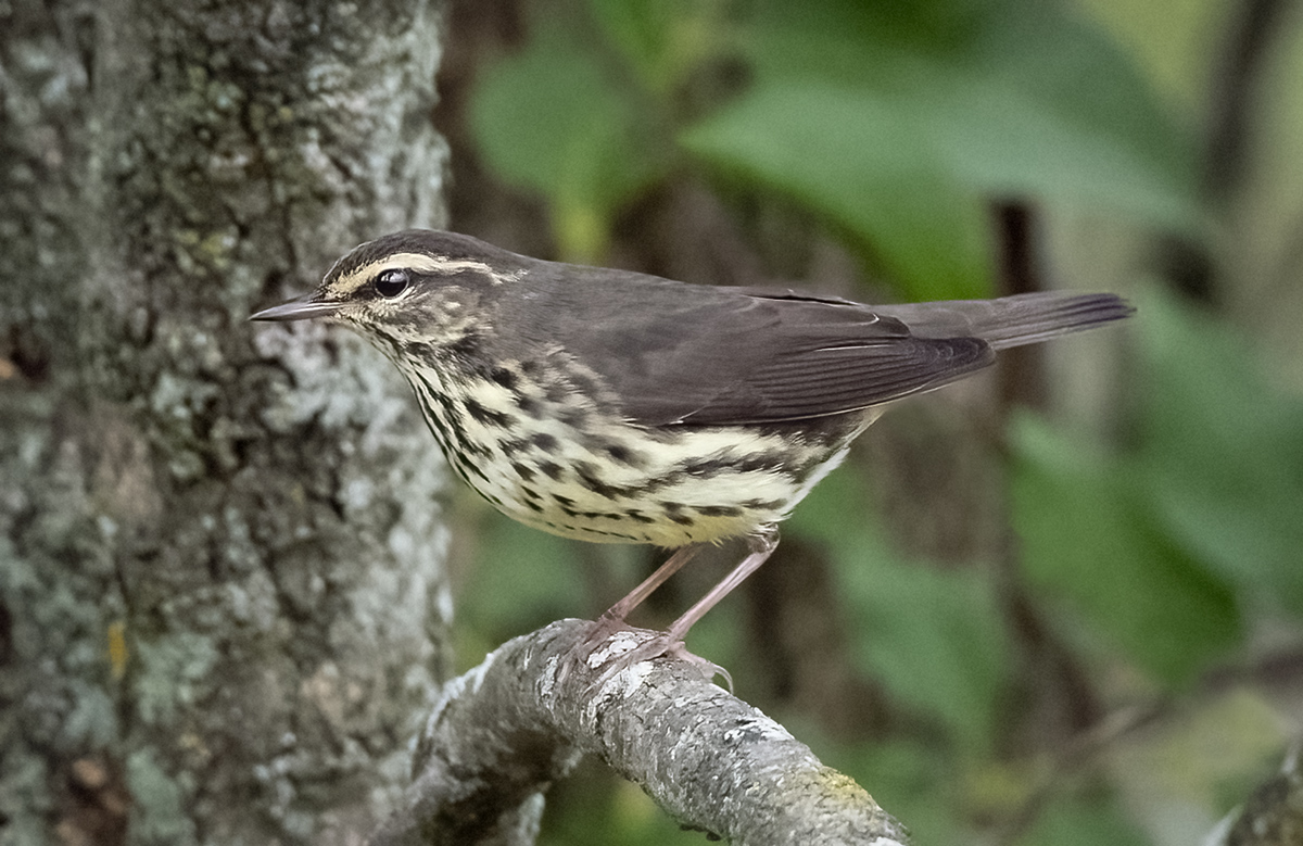 Northern Waterthrush - Owen Deutsch Photography