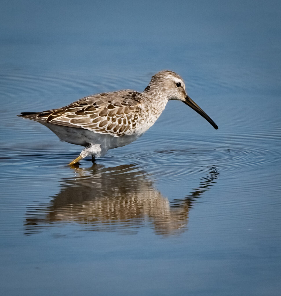 Stilt Sandpiper - Owen Deutsch Photography