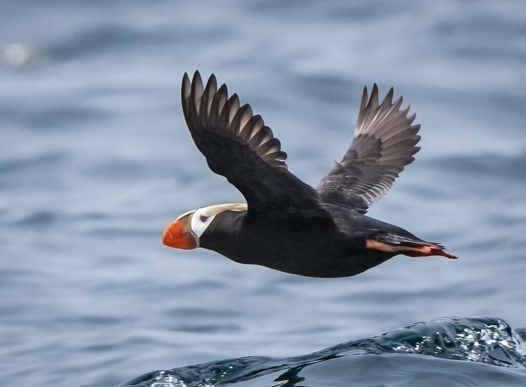 Tufted Puffin - Owen Deutsch Photography