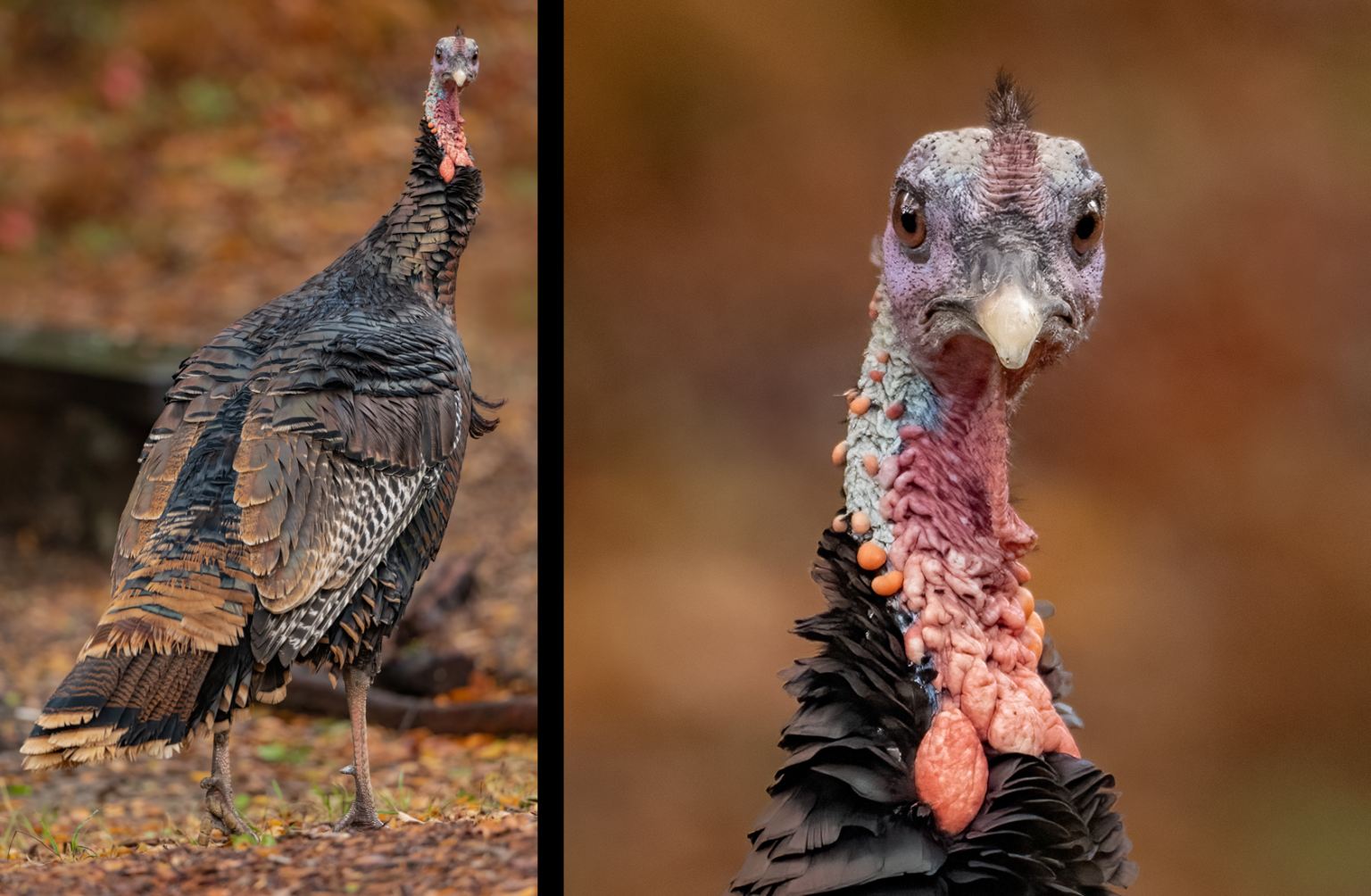 Get to Know the Wild Turkey - Owen Deutsch Photography