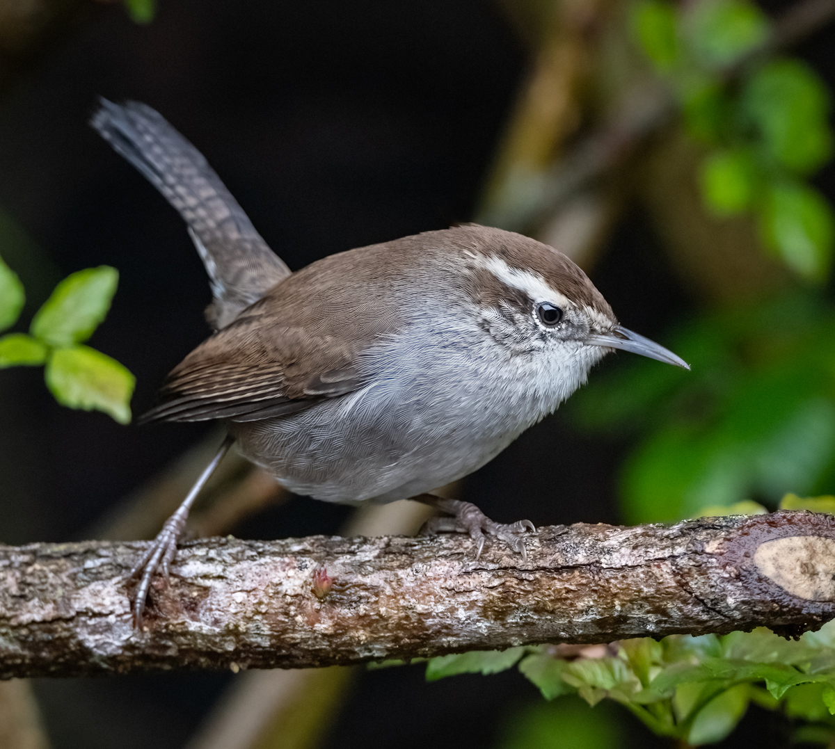 Bewick Wren | Birding | Bird Watching
