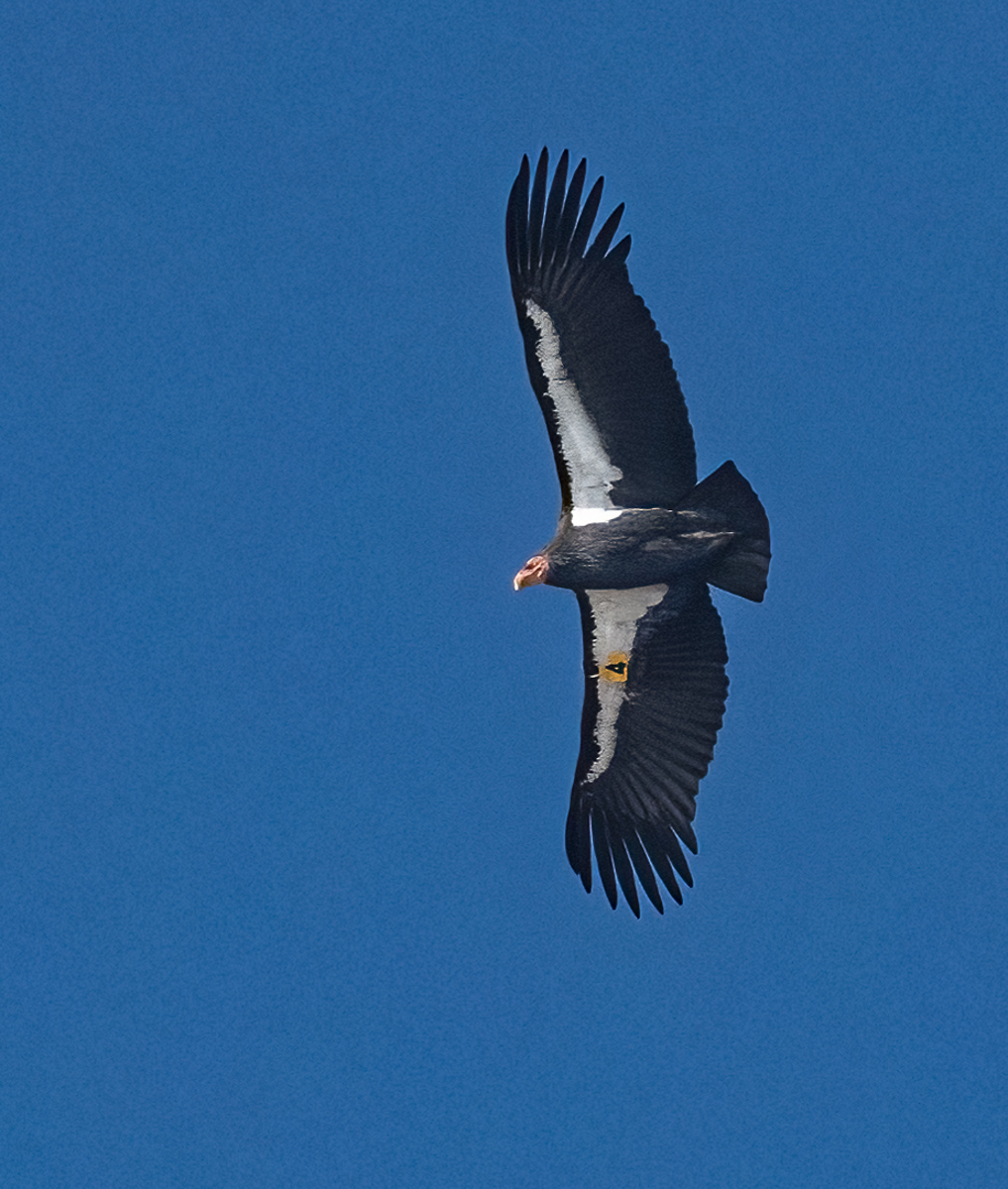 California Condor - Owen Deutsch Photography
