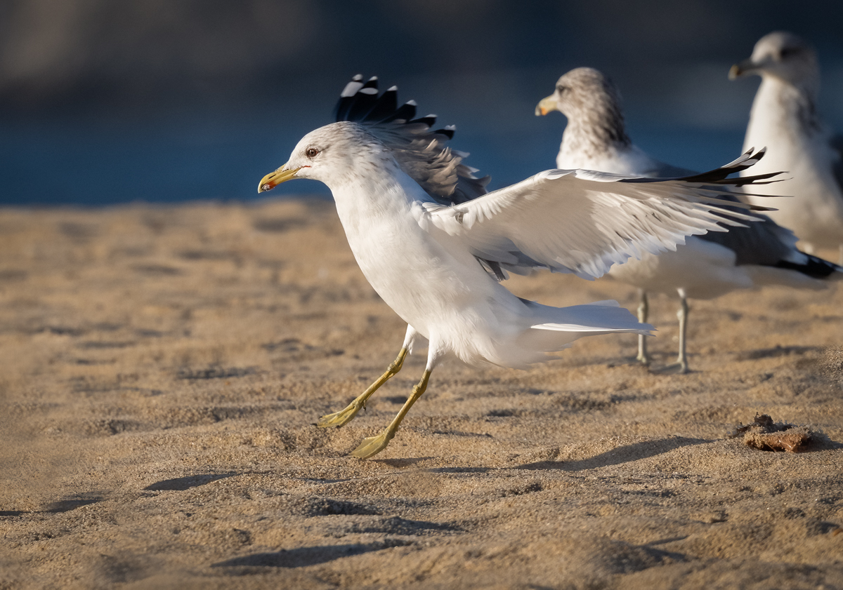 California Gull - Owen Deutsch Photography
