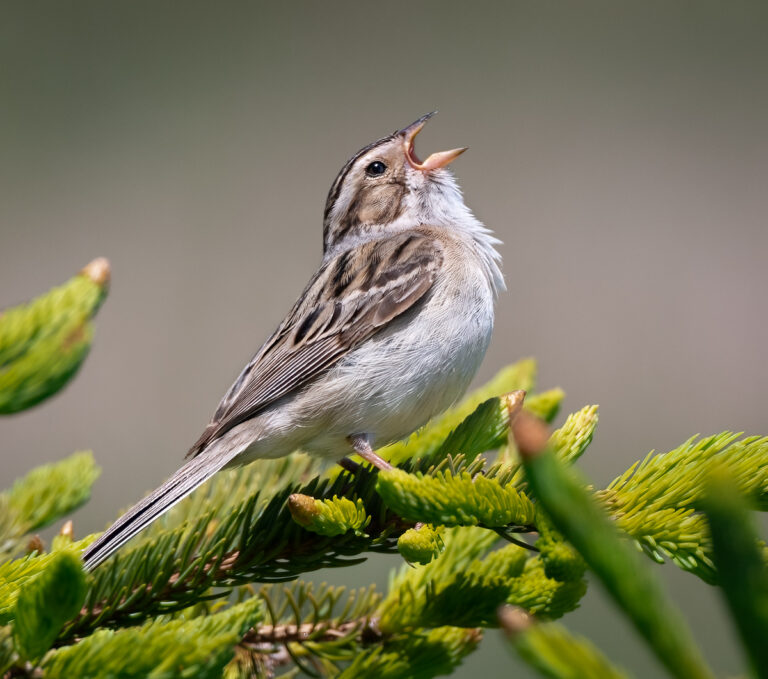 Clay-colored Sparrow - Owen Deutsch Photography