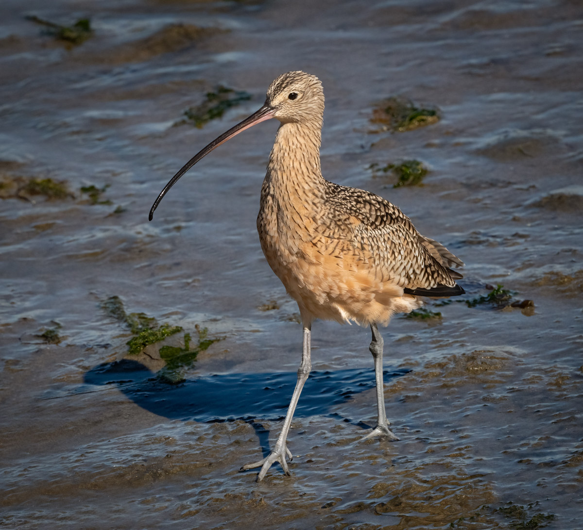 Long-billed Curlew - Owen Deutsch Photography