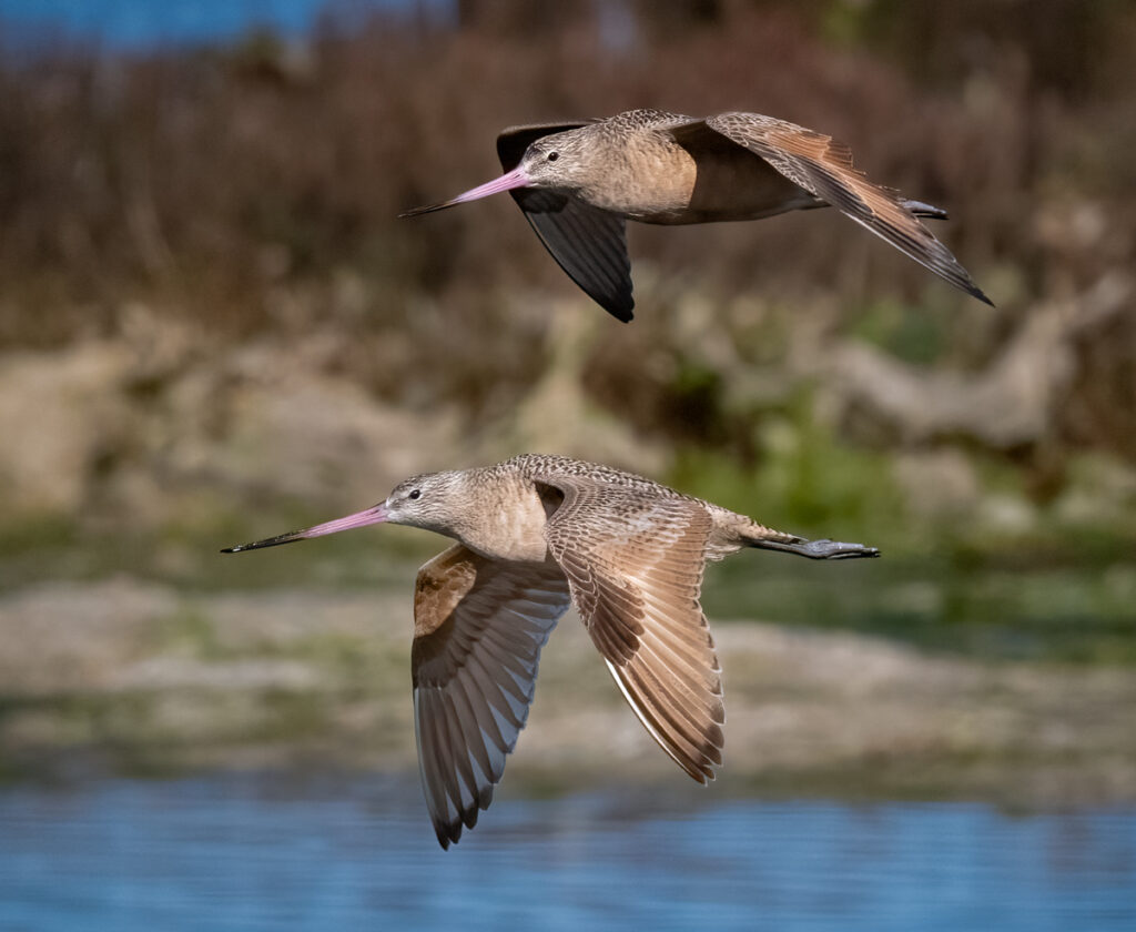 Marbled Godwit | Bird Watching | Bird Migration