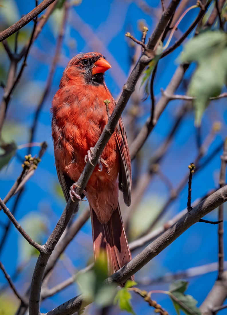 Northern Cardinal: A Winter Icon - Owen Deutsch Photography