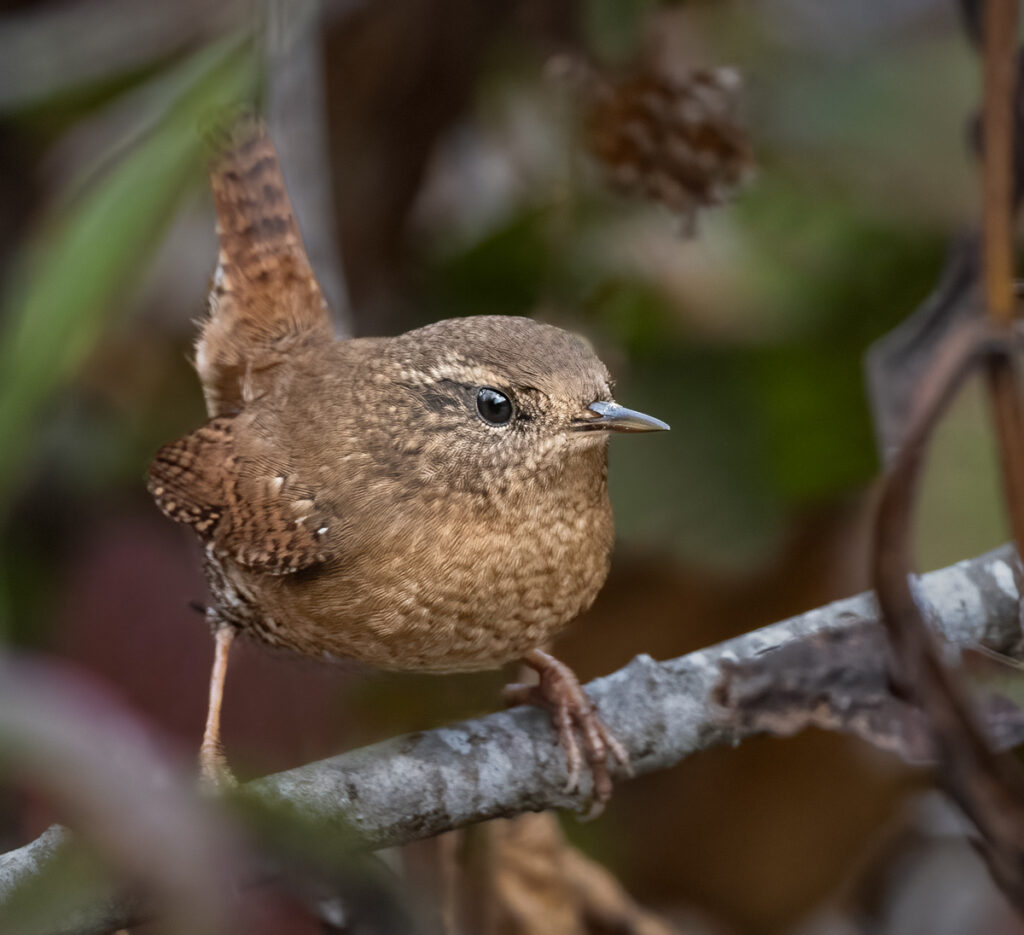 Pacific Wren - Owen Deutsch Photography