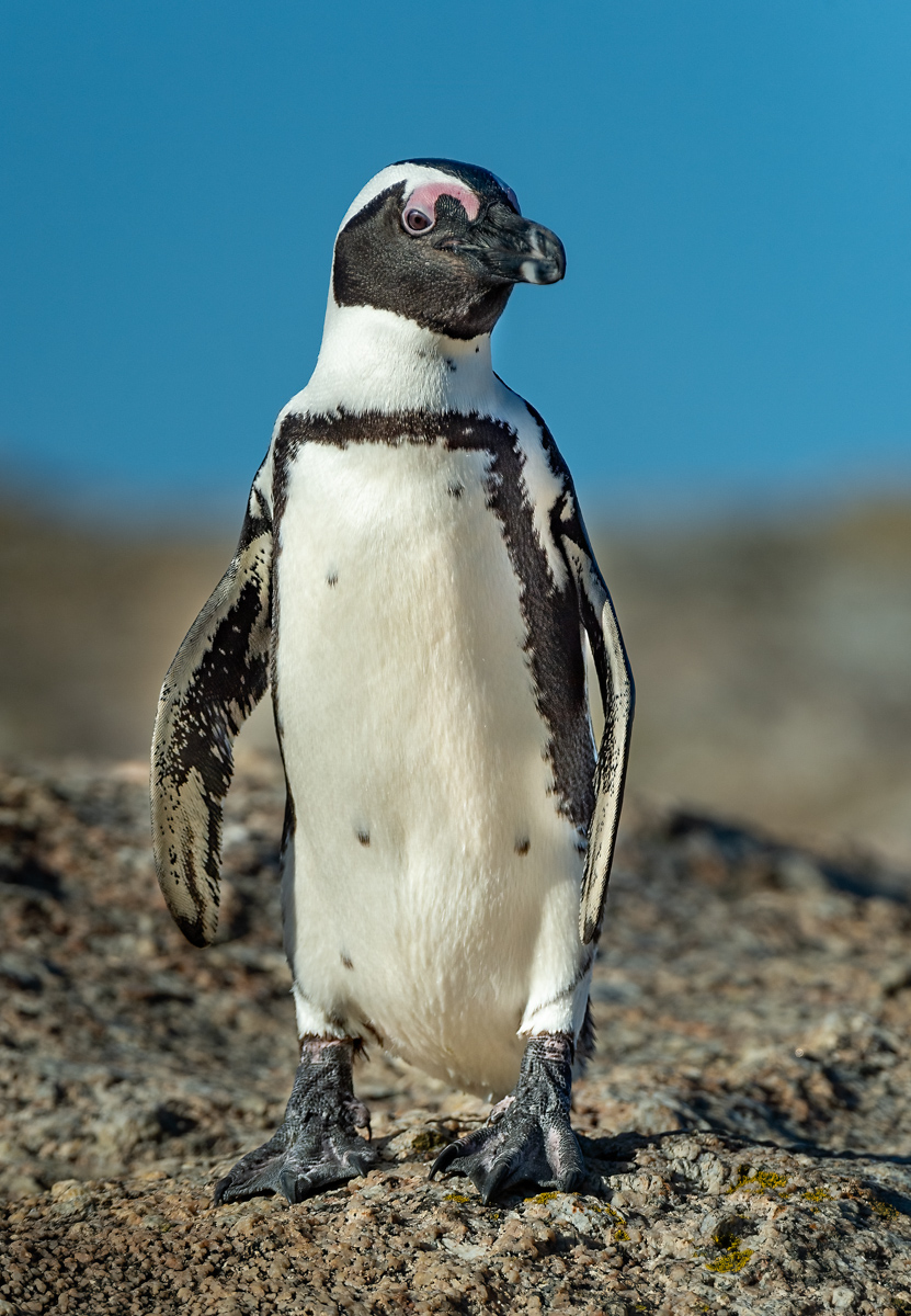 African Penguin | Penguin | Owen Deutsch Photography
