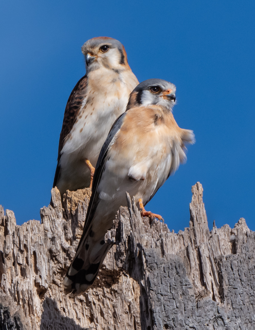 Identifying Raptors - Owen Deutsch Photography