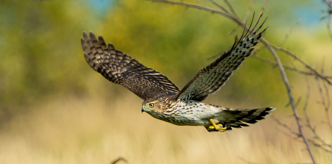 Identifying Raptors - Owen Deutsch Photography
