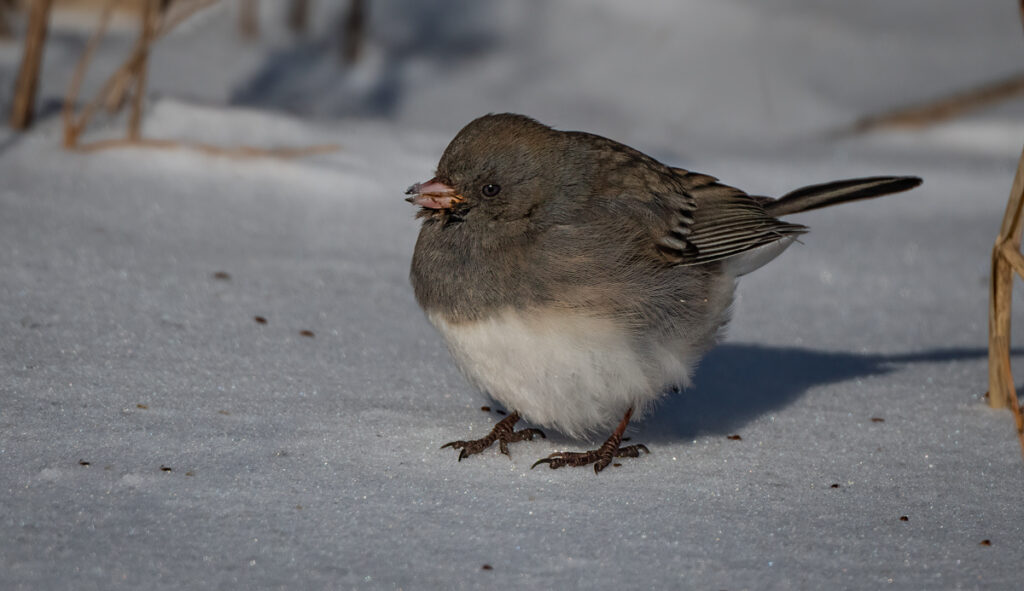 Dark-eyed Junco | Singing Bird | Owen Deutsch Photography