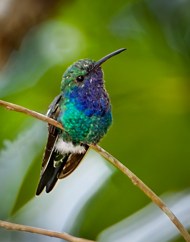 Sapphire-throated Hummingbird - Owen Deutsch Photography