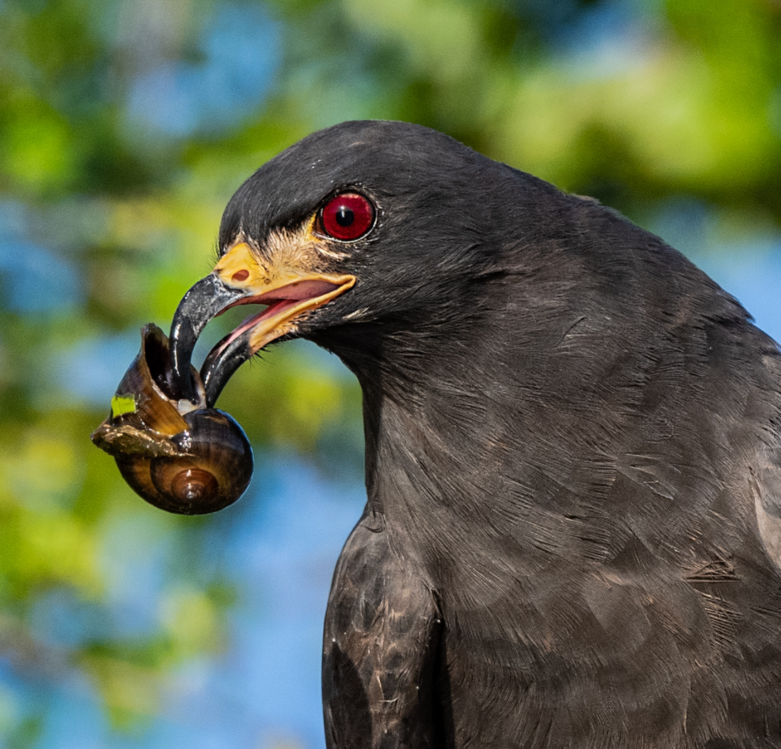 Identifying Raptors - Owen Deutsch Photography