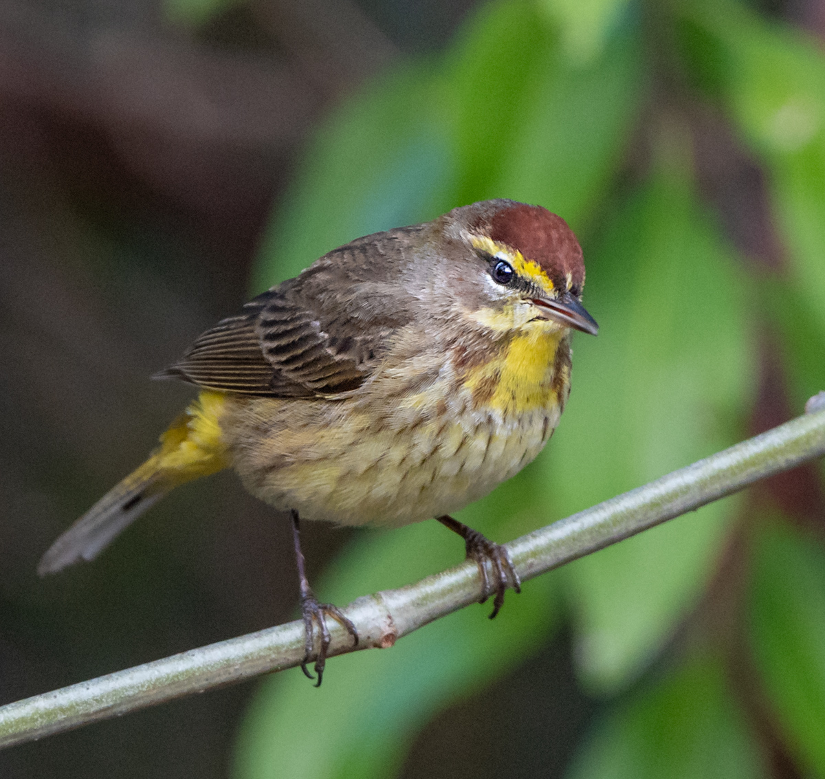 Inside The Palm Warbler's Migration Journey - Owen Deutsch Photography