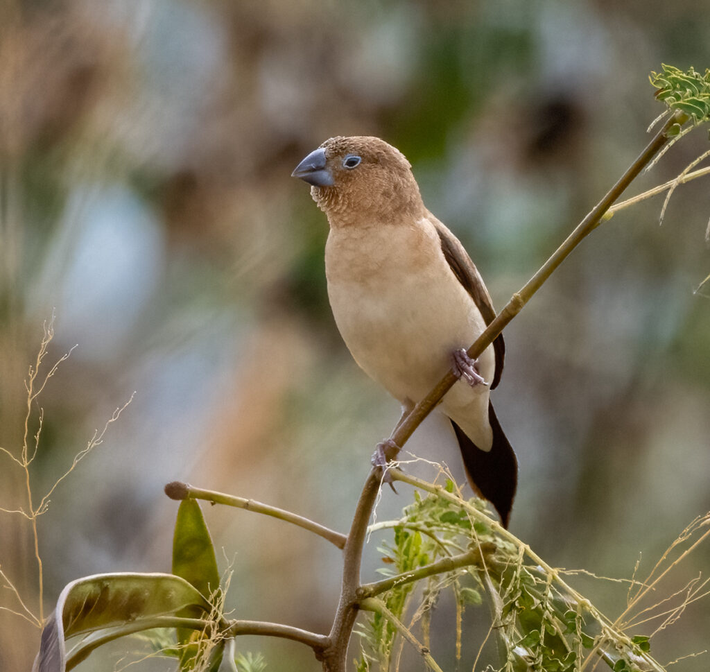 African Silverbill - Owen Deutsch Photography