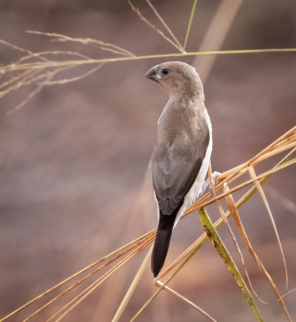 African Silverbill - Owen Deutsch Photography