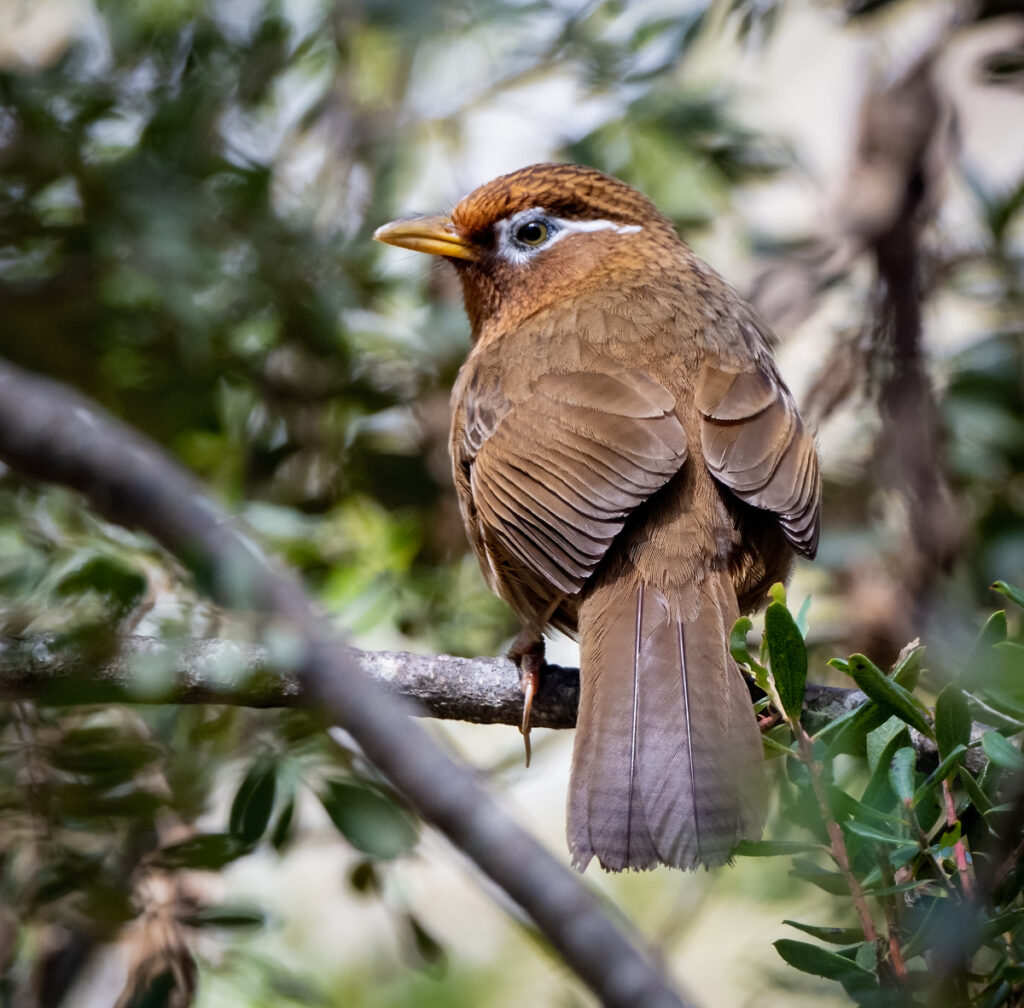 Chinese Hwamei - Owen Deutsch Photography