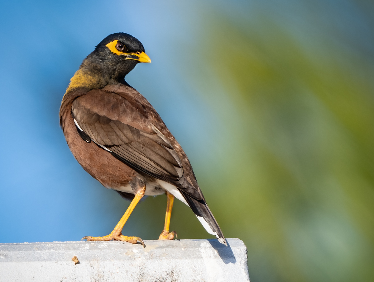 Common Myna - Owen Deutsch Photography