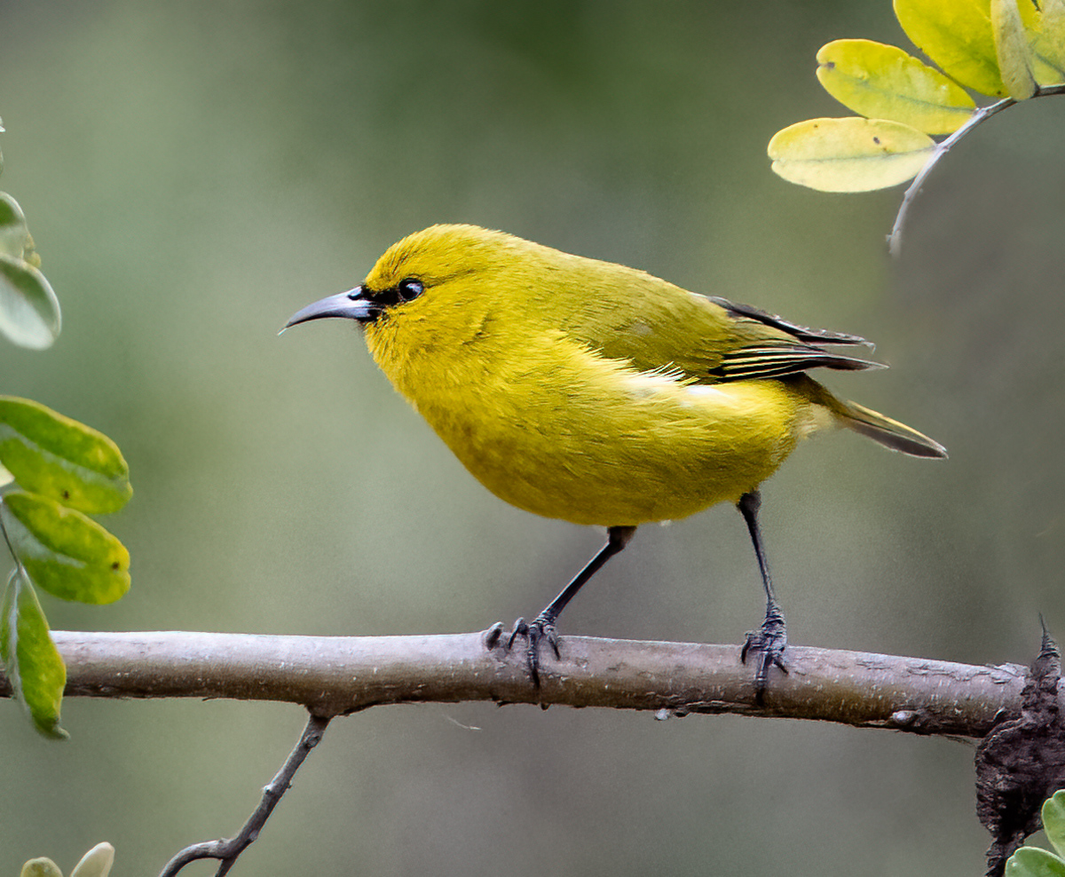 Hawaii Amakihi - Owen Deutsch Photography