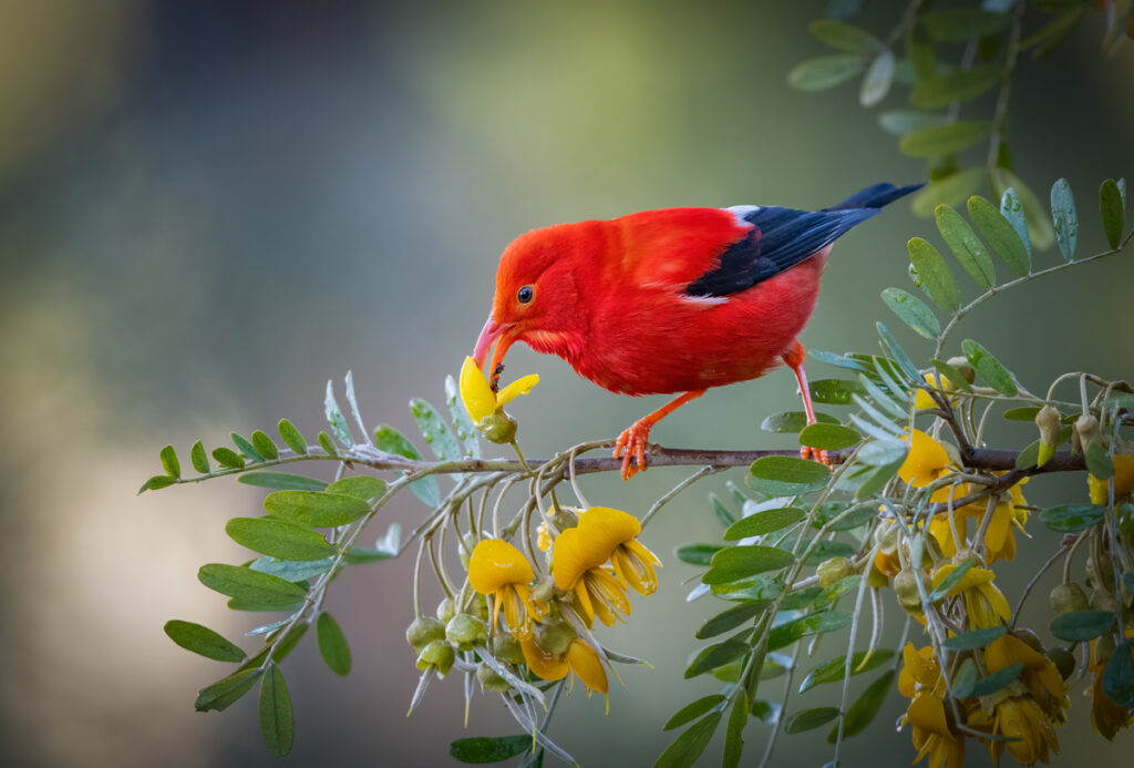 I'iwi - Owen Deutsch Photography