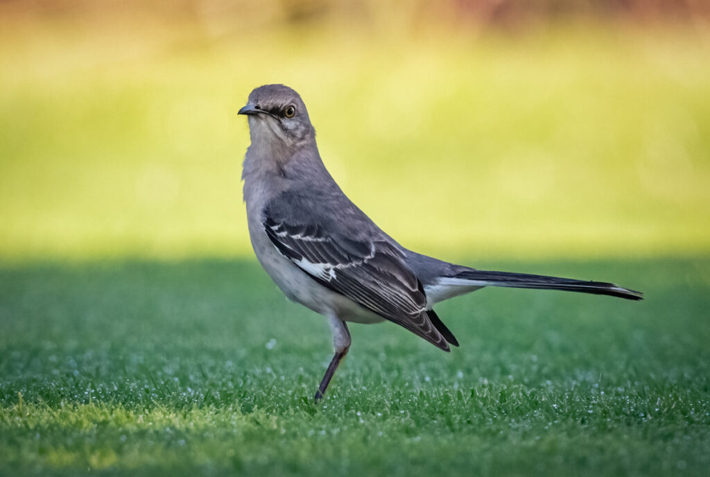 Northern Mockingbird - Owen Deutsch Photography