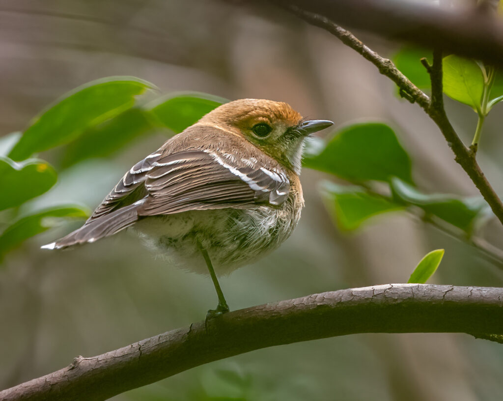 O'ahu 'Elepaio - Owen Deutsch Photography