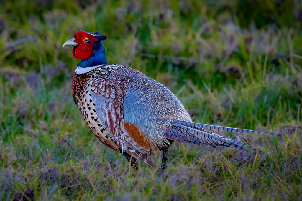 Ring-necked Pheasant - Owen Deutsch Photography