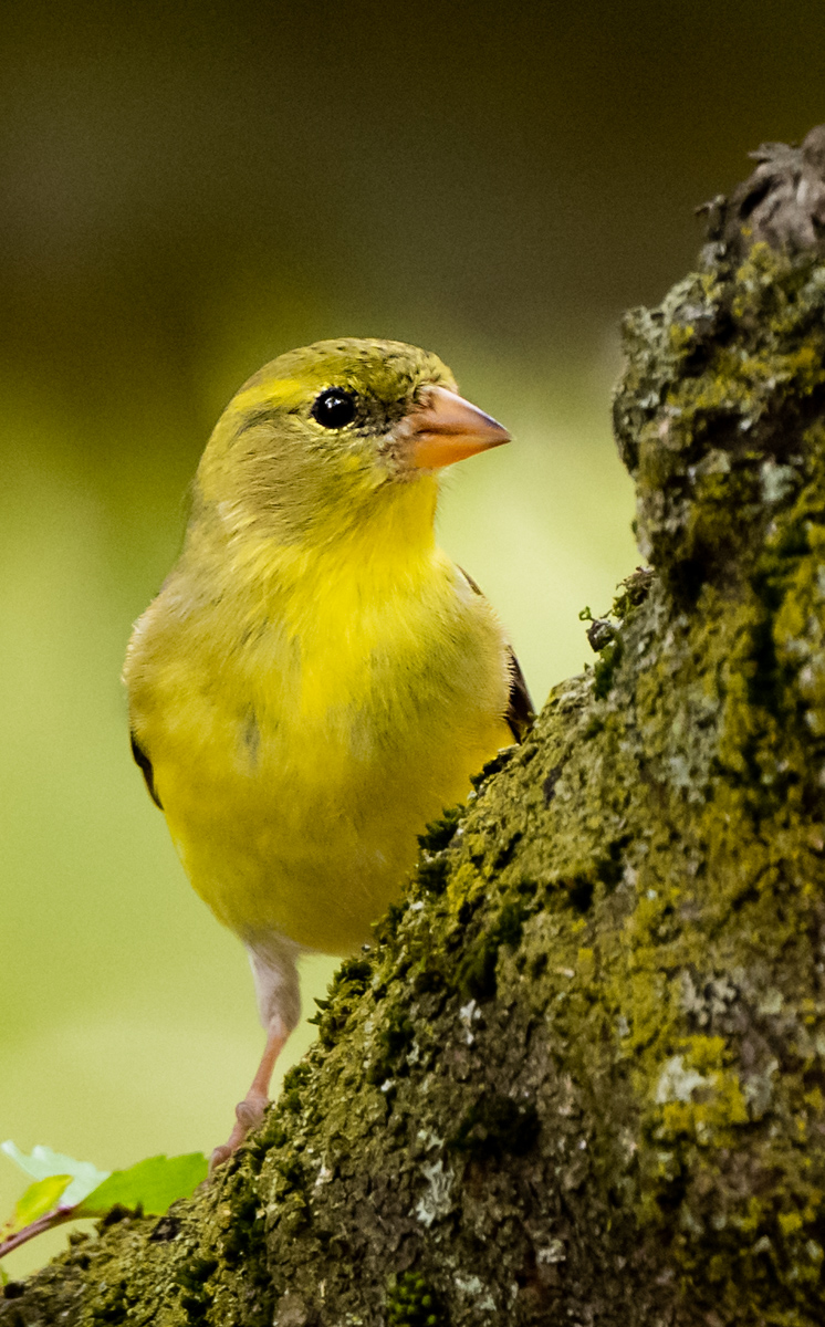 American Goldfinch Fun Facts - Owen Deutsch Photography