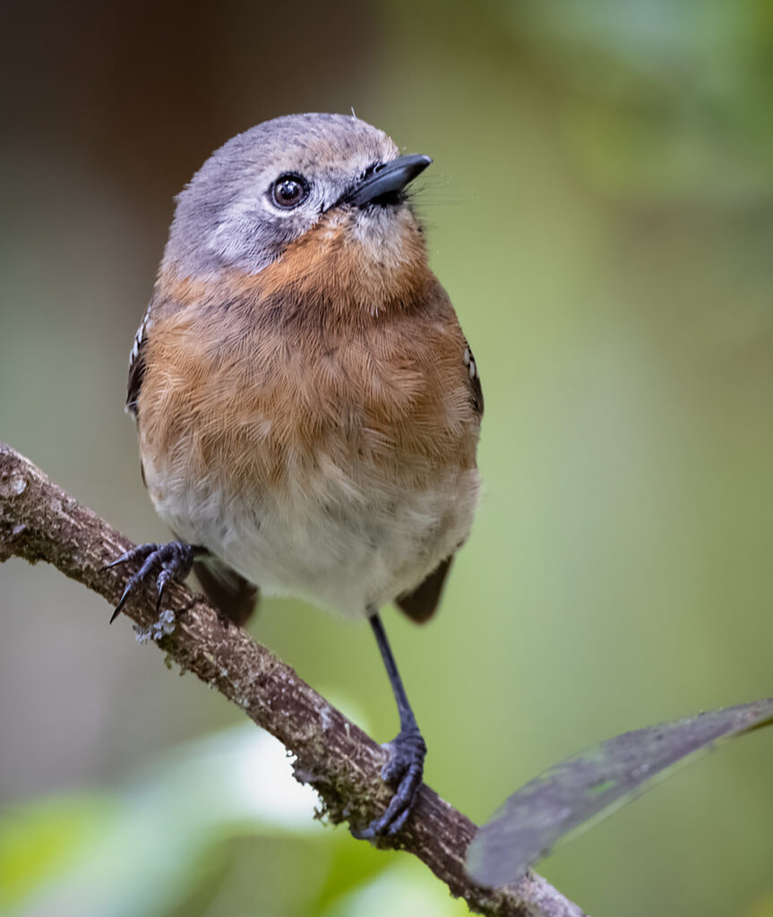 Kauai Elepaio - Owen Deutsch Photography