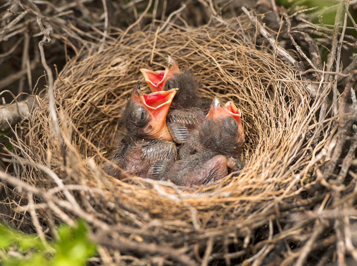 Sweet Baby Birds - Owen Deutsch Photography