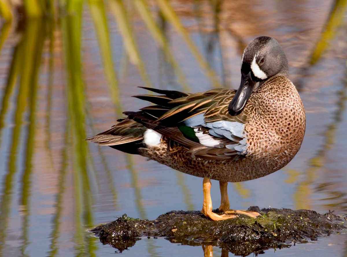 Identifying Types of Ducks - Owen Deutsch Photography
