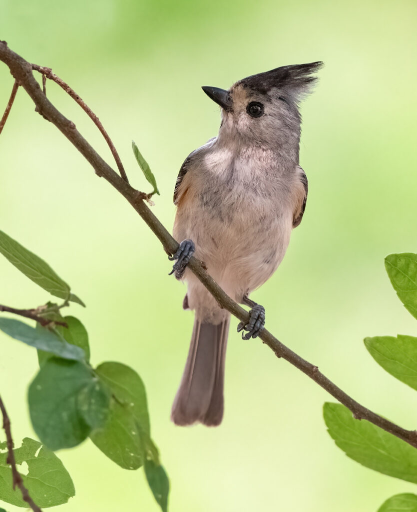 Black-crested Titmouse | Bird Song | Nature Phtoography