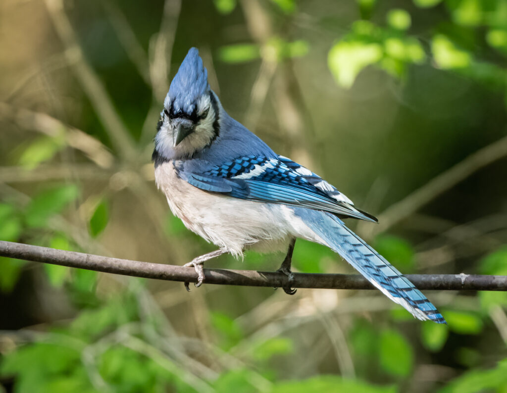 Blue Jay | North American Birds | Wildlife Photography