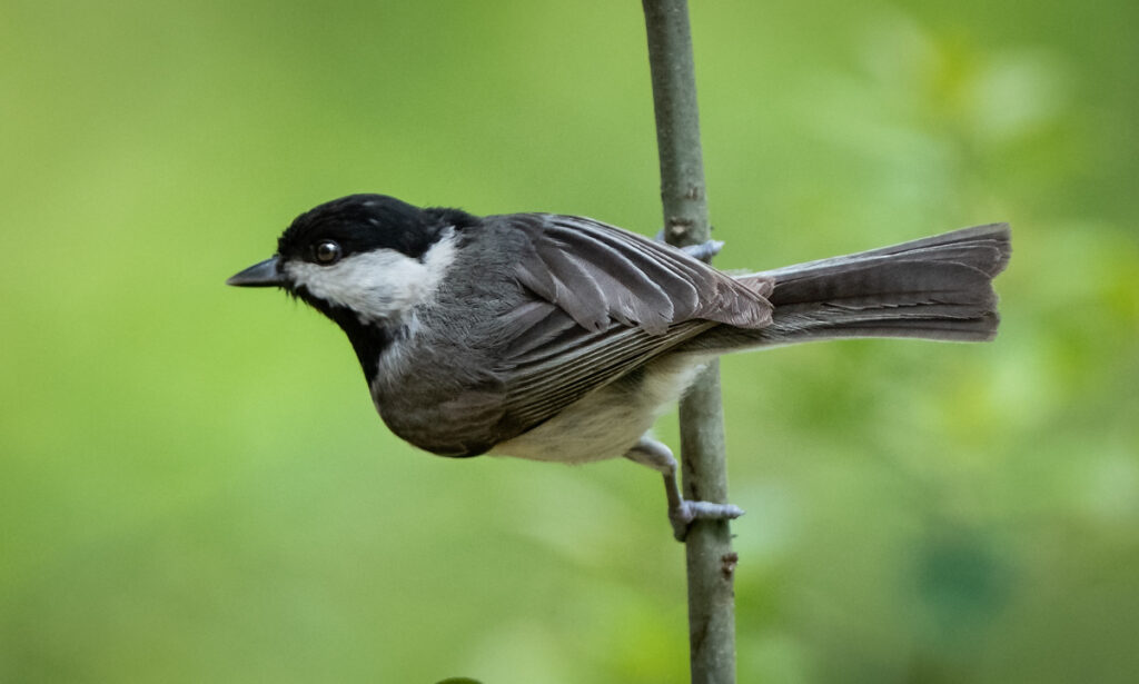 Carolina Chickadee - Owen Deutsch Photography