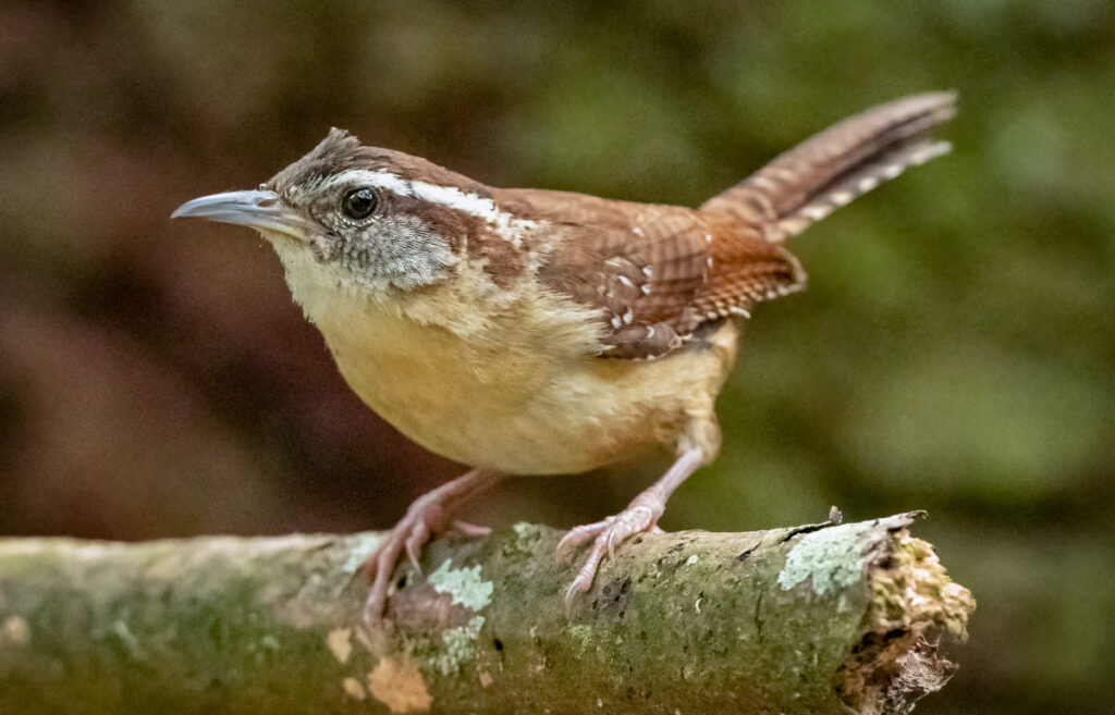 Carolina Wren - Owen Deutsch Photography