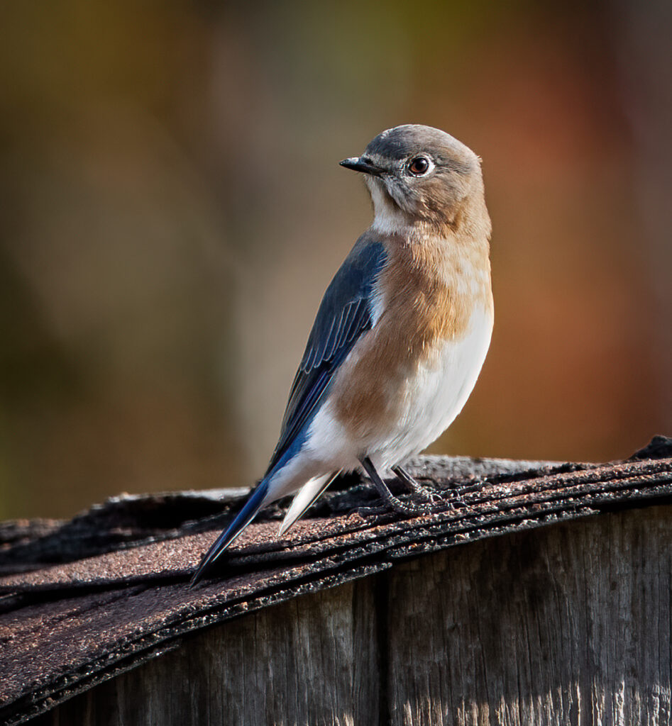 Eastern Bluebird - Owen Deutsch Photography